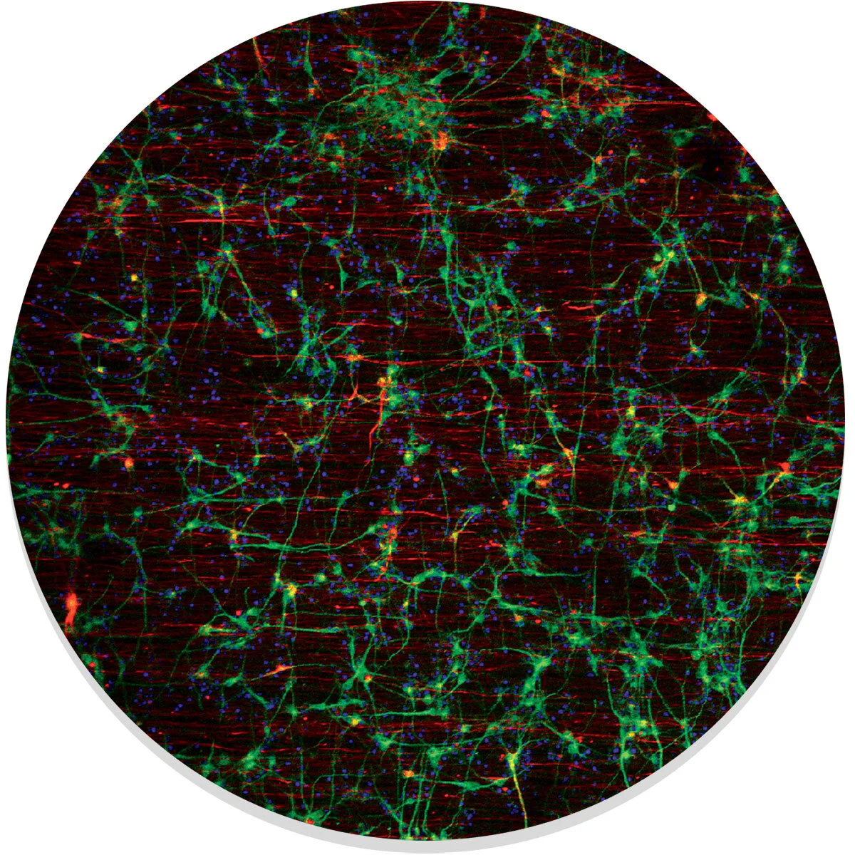 NanoSurface Plates — Curi Bio