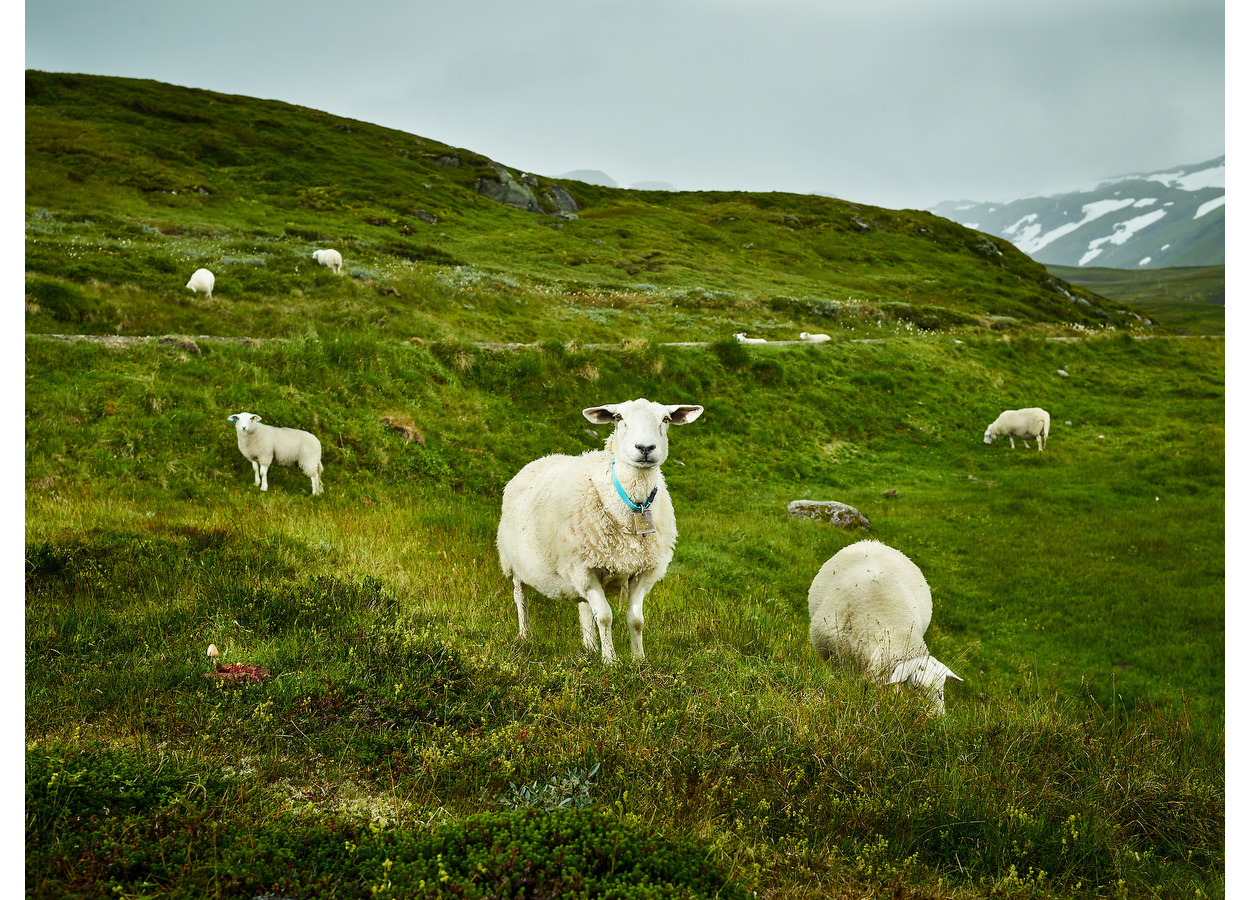 Divine Animals: The Bovidae — R. J. KERN