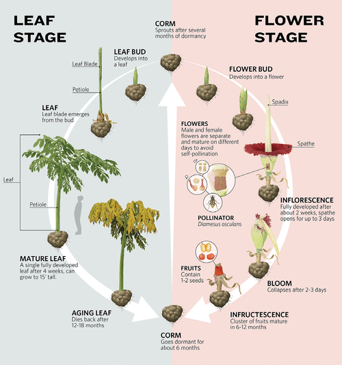 Corpse Flower — Nicholas Conservatory & Gardens