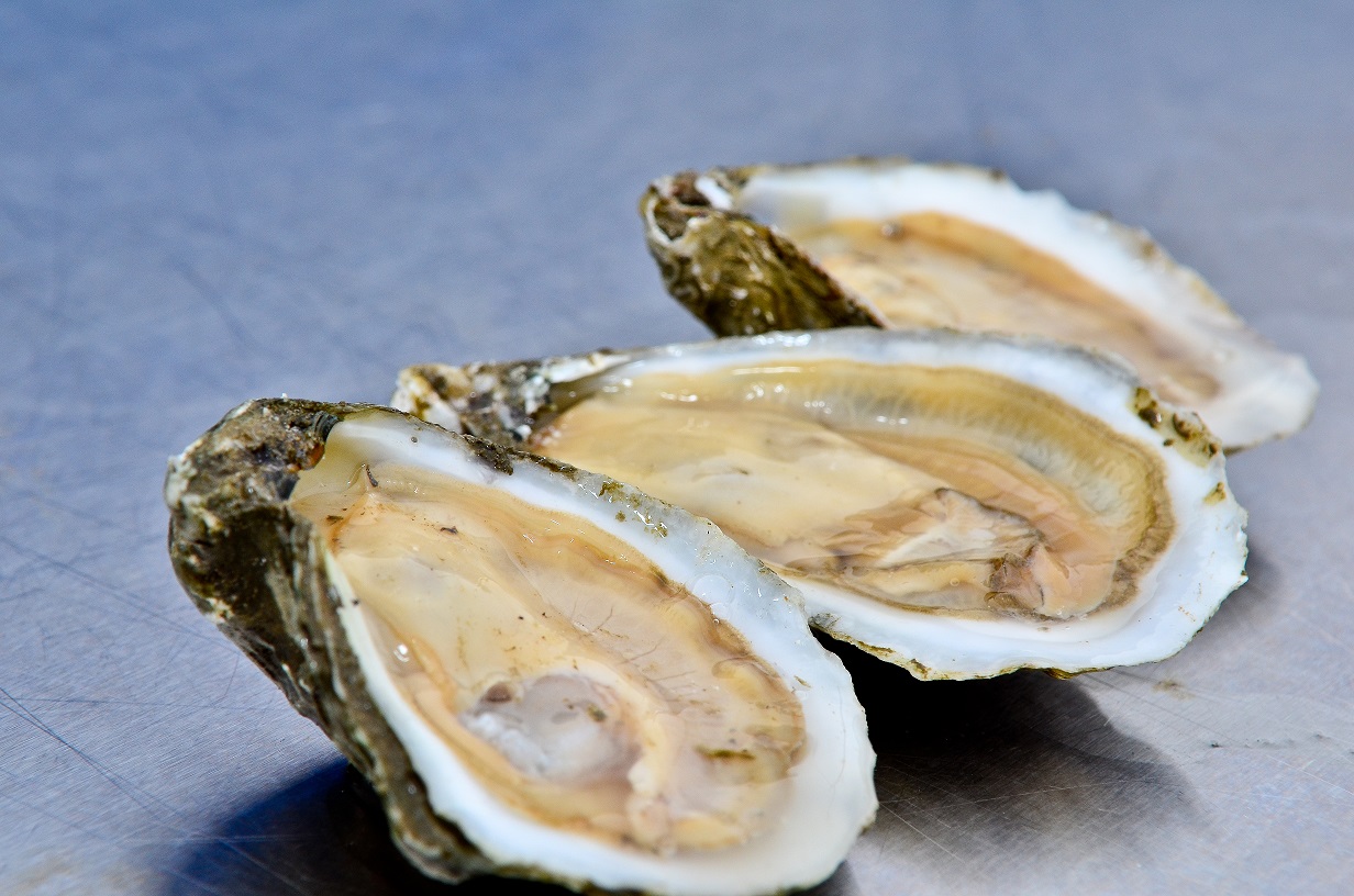 Oysters — American Shellfish Company
