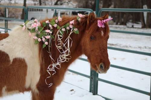 Petting Zoo & Pony Rides — Sunset Trails Horse Stables | Lee's Summit ...