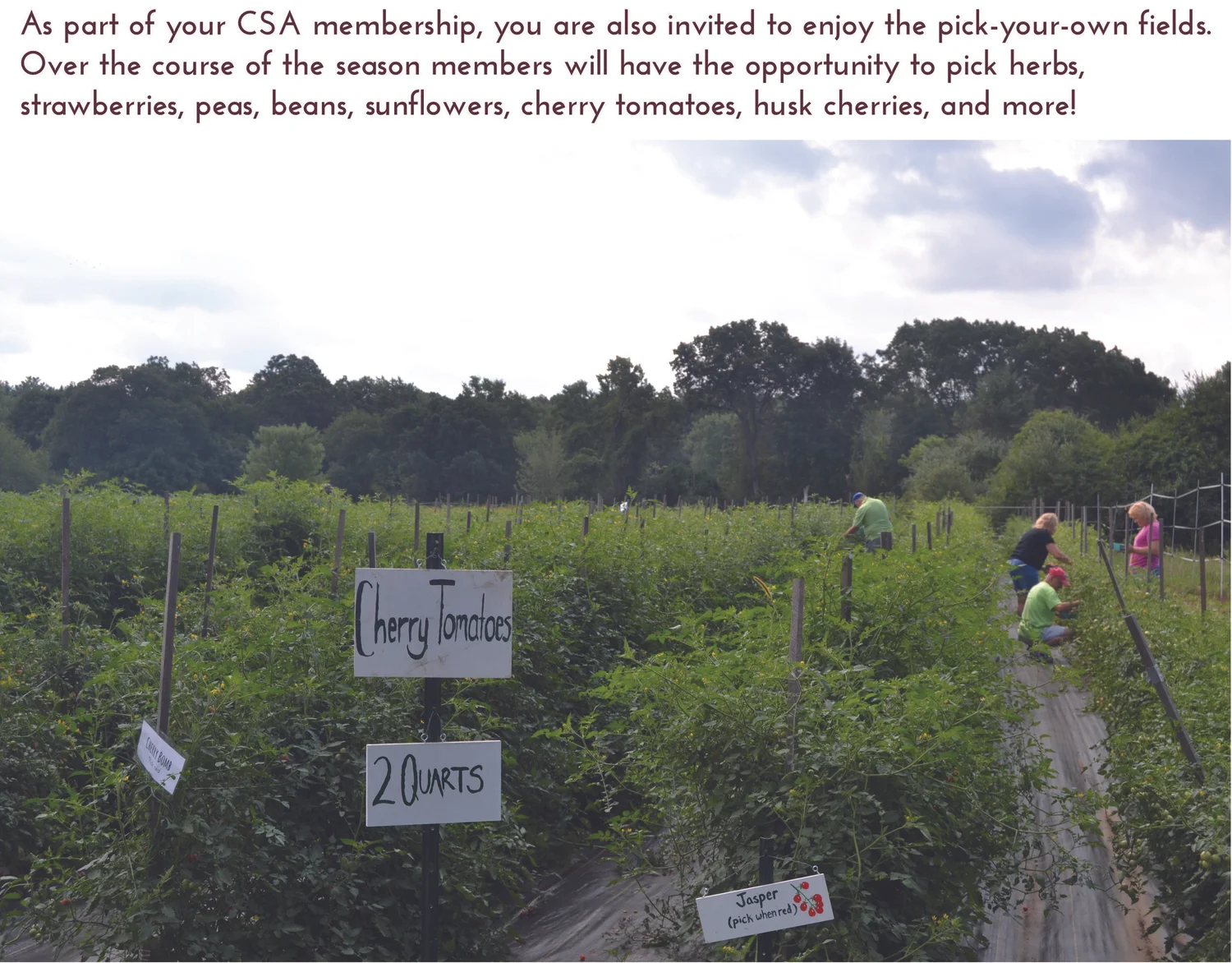 Photo Tour of the CSA — Barrett's Mill Farm | CSA & Farm Store