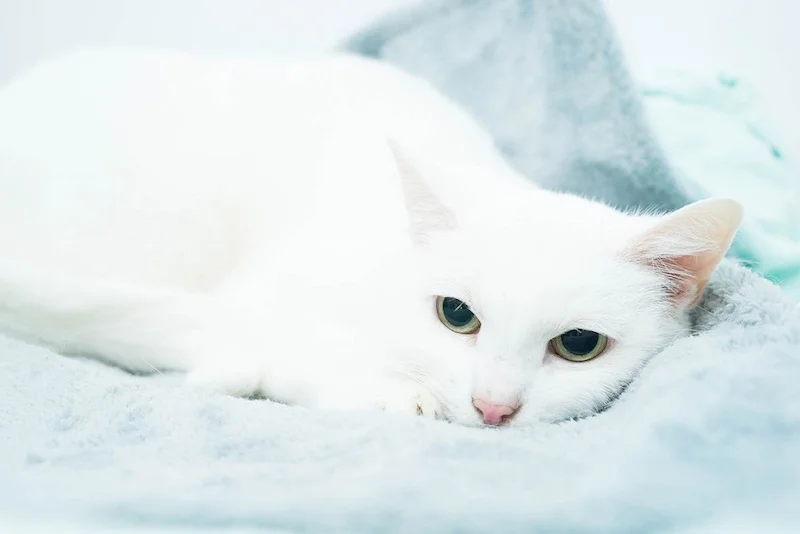 Low-contrast photographs don't have to be boring — Photocritic Photo School