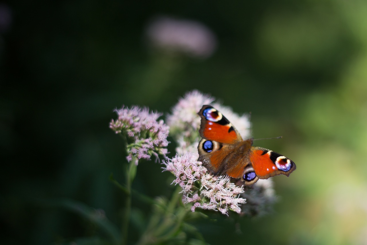 Contrast In Photography Definition