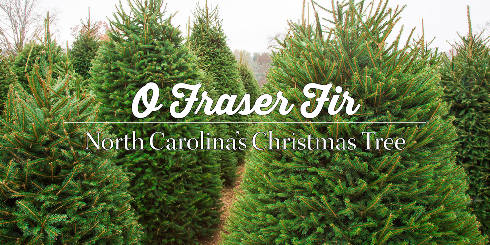 O Fraser Fir: North Carolina's Christmas Tree — Bit & Grain