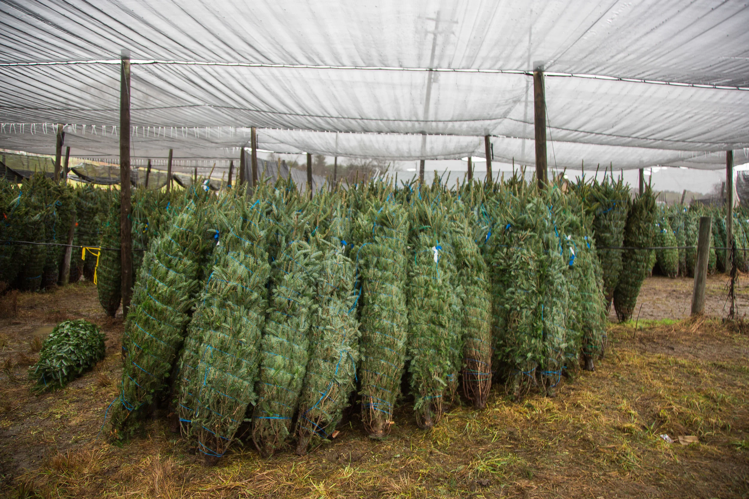 O Fraser Fir: North Carolina's Christmas Tree — Bit & Grain