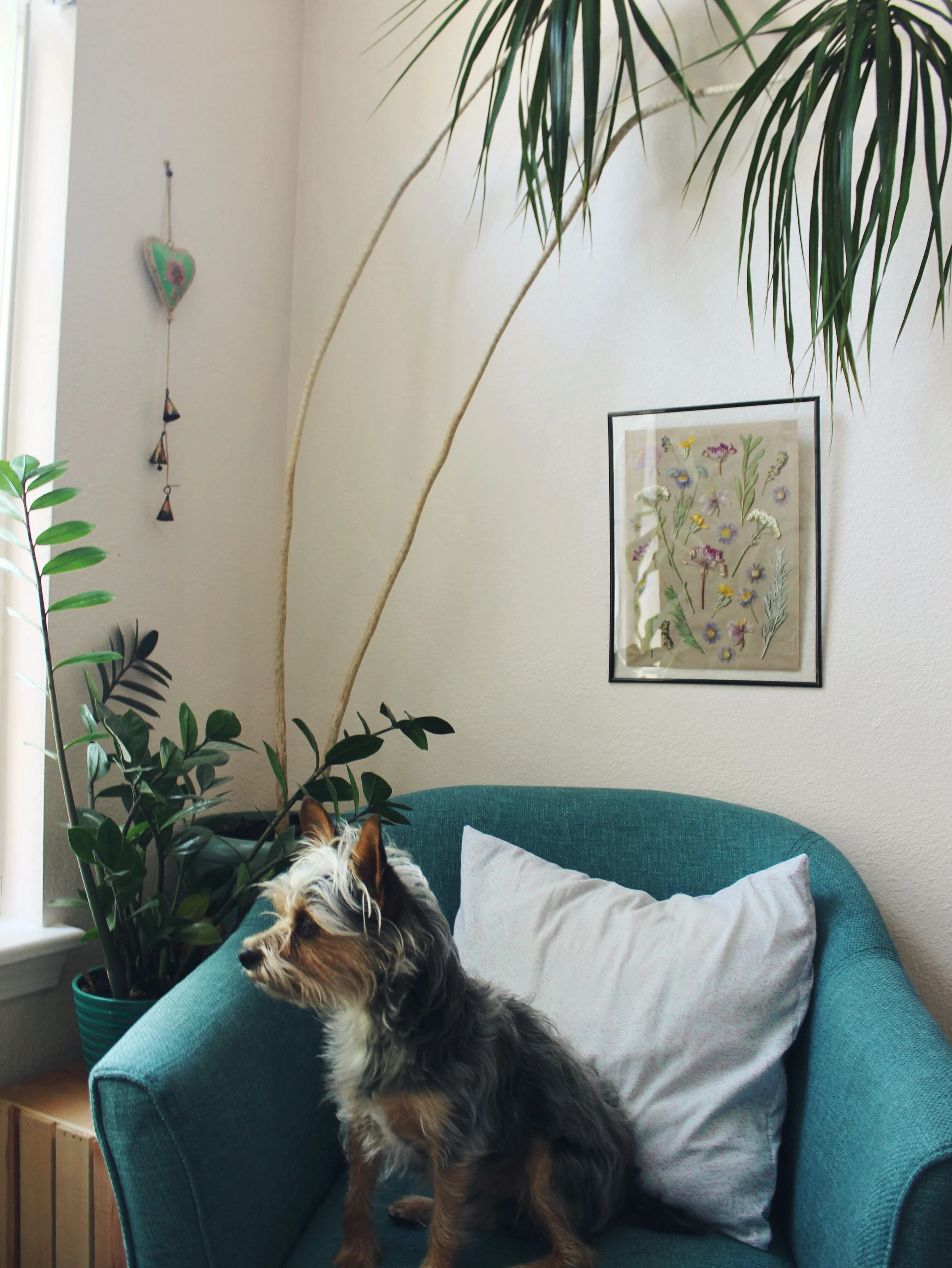 DIY Pressed Flowers in Float Frame — emorie kidder