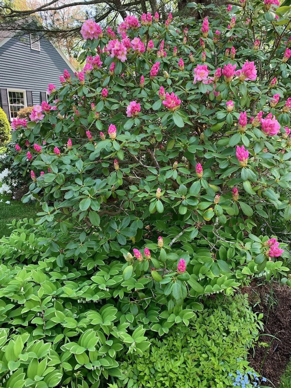 Big Rhodys — Enchanted Gardens