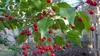 The Longstalk Holly — Enchanted Gardens