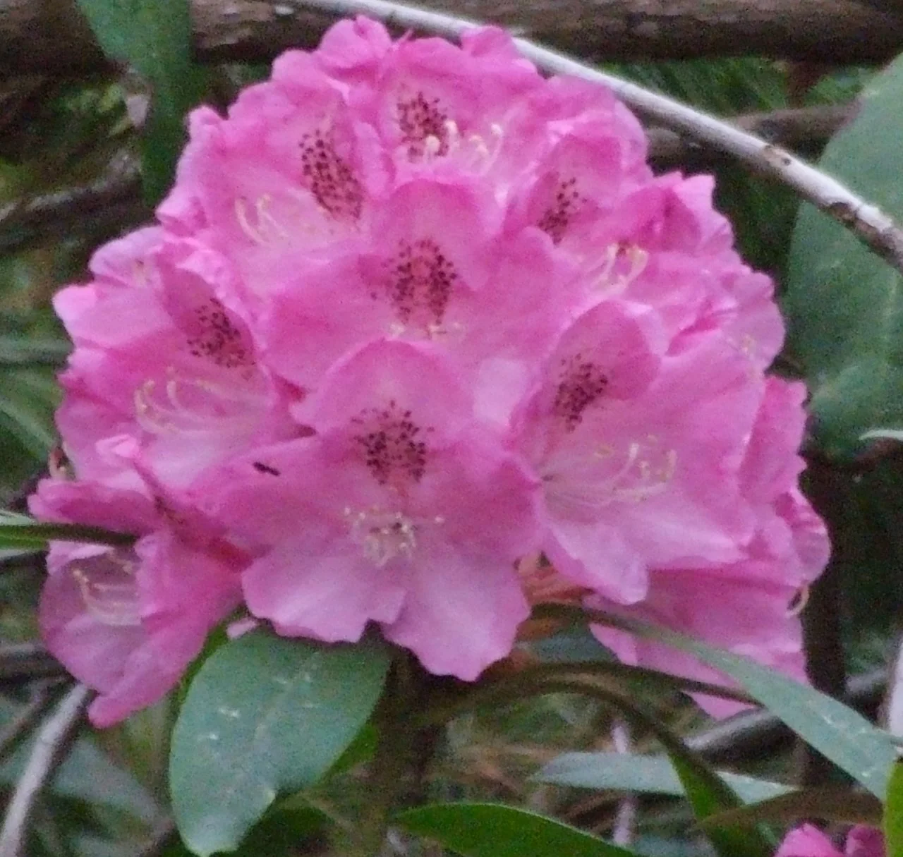 Big Rhodys — Enchanted Gardens