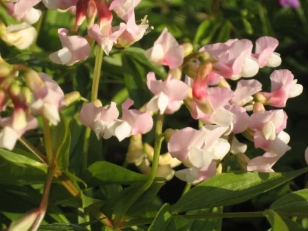 Lathyrus vernus: A little charmer for the spring woodland garden ...