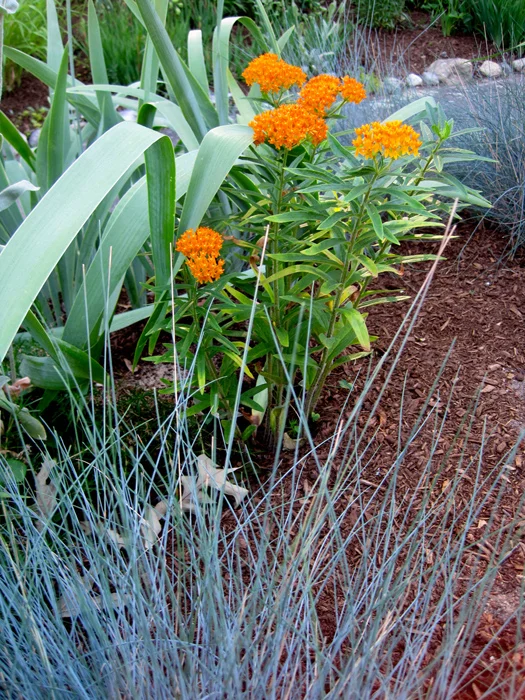 Gardening in the Hellstrip — Enchanted Gardens