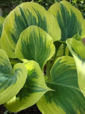 Top Ten Hostas (For the Moment) — Enchanted Gardens