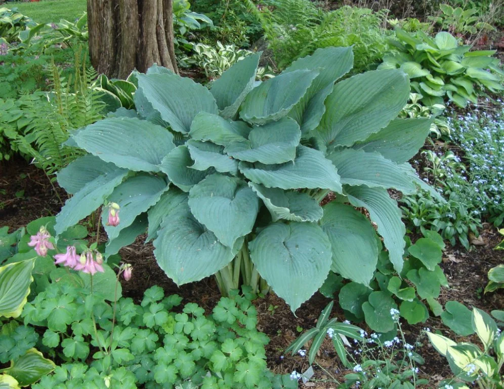 Top Ten Hostas (For the Moment) — Enchanted Gardens