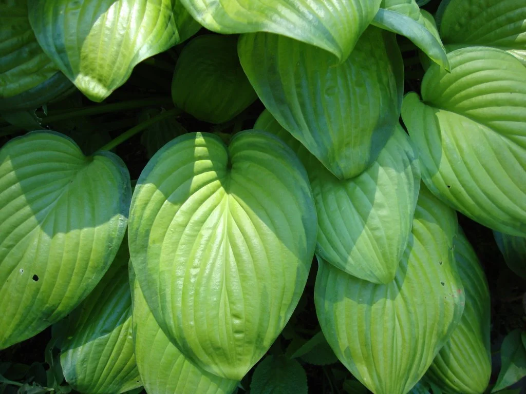 Top Ten Hostas (For the Moment) — Enchanted Gardens