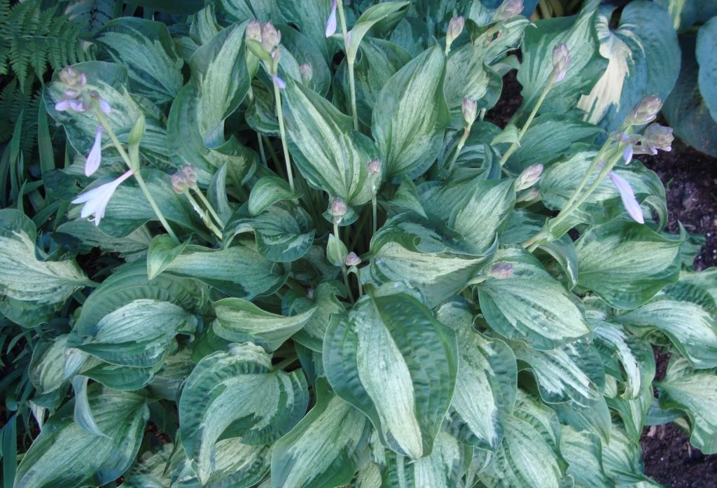 Top Ten Hostas (For the Moment) — Enchanted Gardens