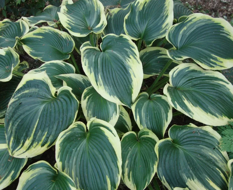 Top Ten Hostas (For the Moment) — Enchanted Gardens