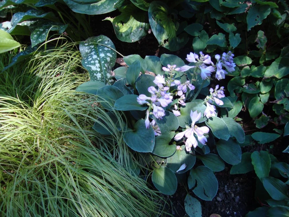 Top Ten Hostas (For the Moment) — Enchanted Gardens