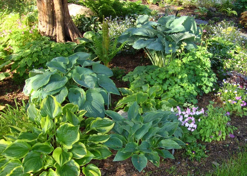 Top Ten Hostas (For the Moment) — Enchanted Gardens
