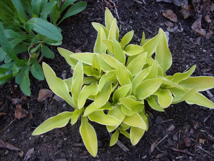 Top Ten Hostas (For the Moment) — Enchanted Gardens