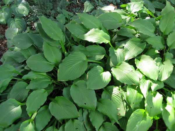 Daylilies and hosta for dinner? — Enchanted Gardens