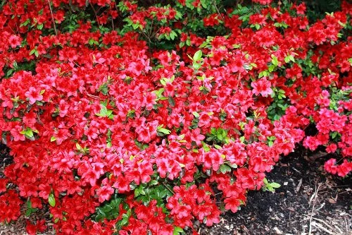 There’s More to Red Than Roses: 10 Outstanding Red Flowers for the ...