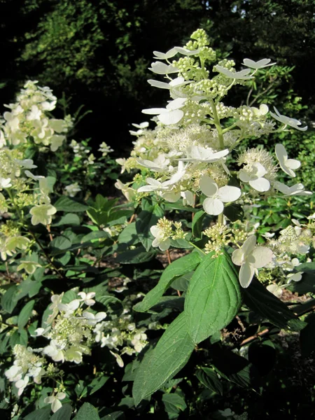 Hydrangea Heaven — Enchanted Gardens