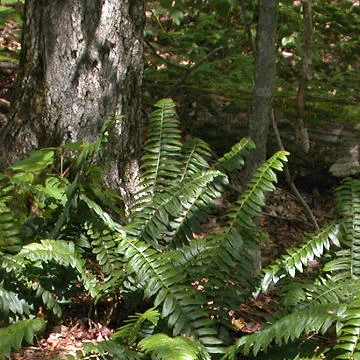 Christmas Fern: Fronds in the Snow — Enchanted Gardens