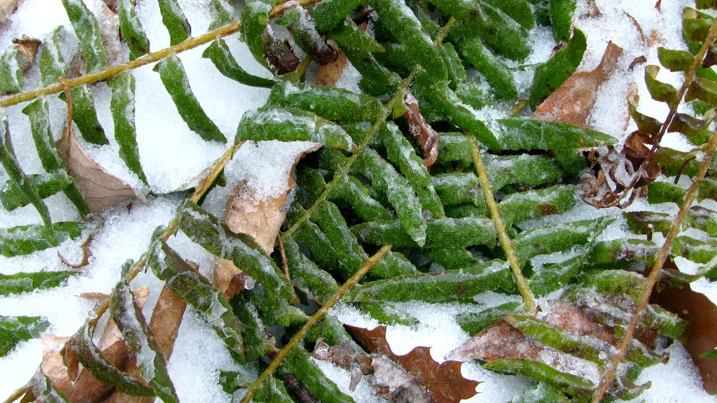 Christmas Fern: Fronds in the Snow — Enchanted Gardens