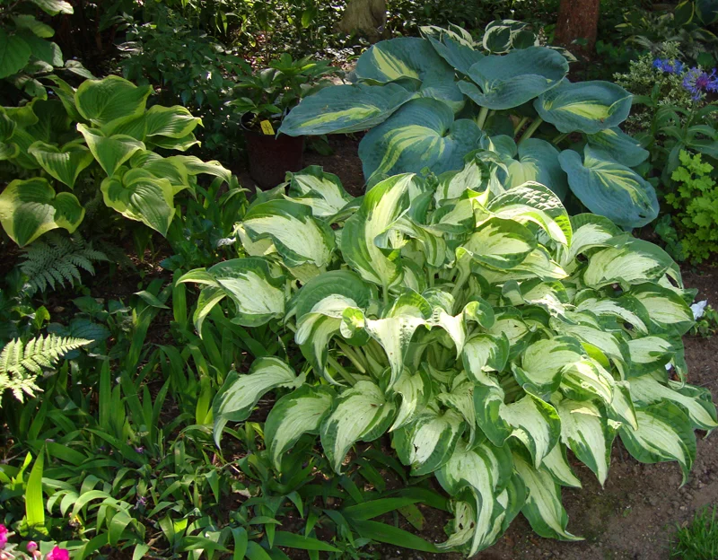 Hosta: The Friendship Plant — Enchanted Gardens