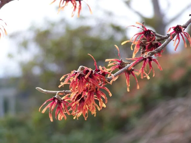 Witch Hazel Cures Spring Fever — Enchanted Gardens