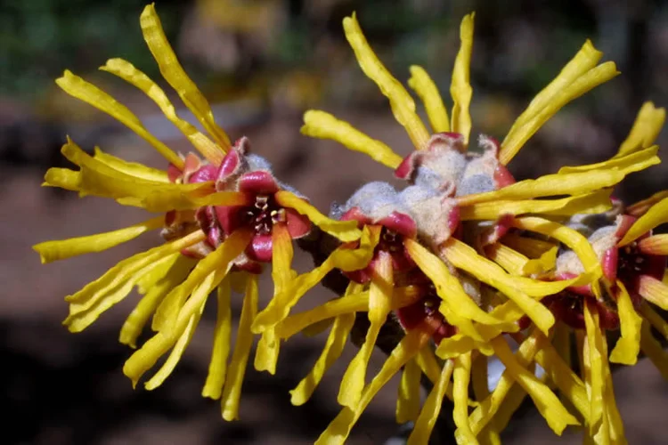 Witch Hazel Cures Spring Fever — Enchanted Gardens