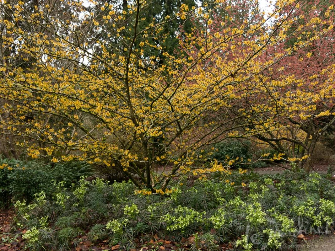 Witch Hazel Cures Spring Fever — Enchanted Gardens