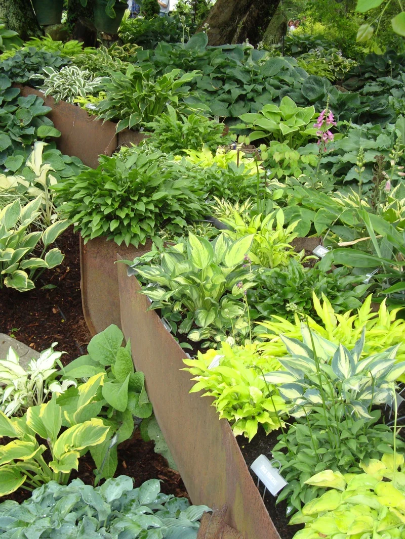 Miniature Hostas: It's a Small World — Enchanted Gardens