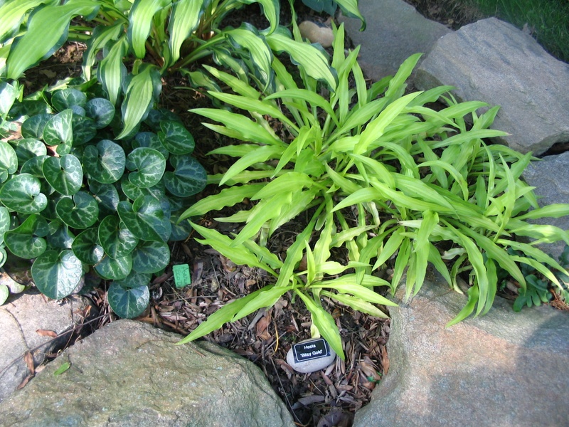 Miniature Hostas: It's a Small World — Enchanted Gardens