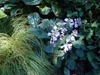 Miniature Hostas: It's a Small World — Enchanted Gardens