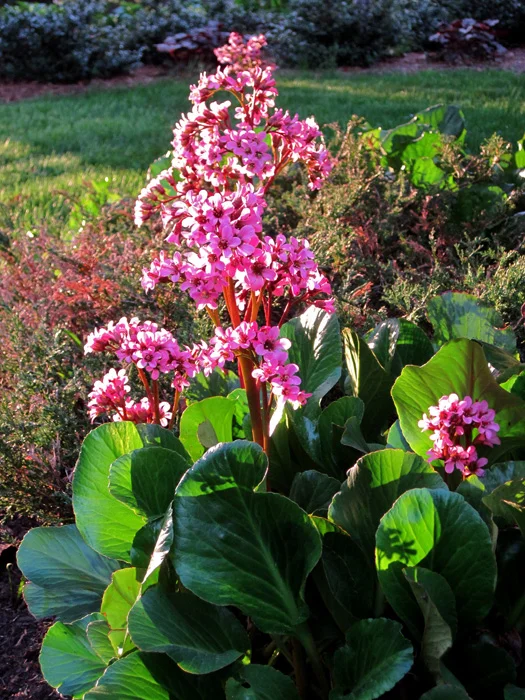 Beautiful Bold Bergenias — Enchanted Gardens