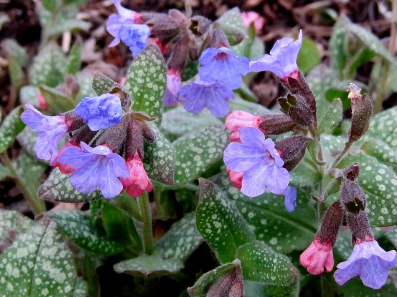 Pulmonaria Pops in the Shade — Enchanted Gardens