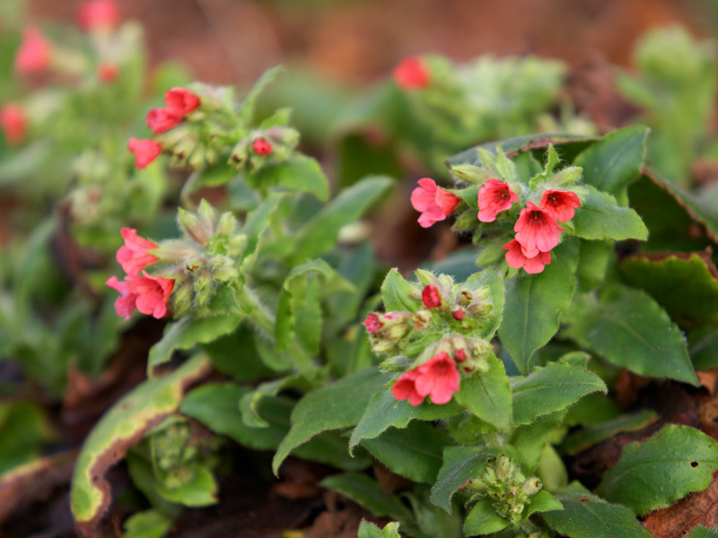 Pulmonaria Pops in the Shade — Enchanted Gardens