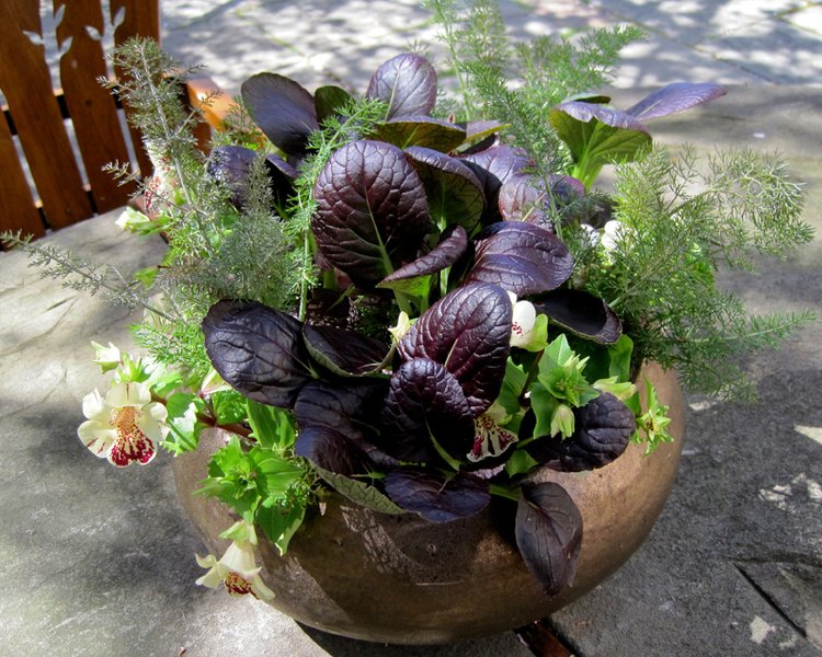 Inspiring Containers from Chanticleer — Enchanted Gardens