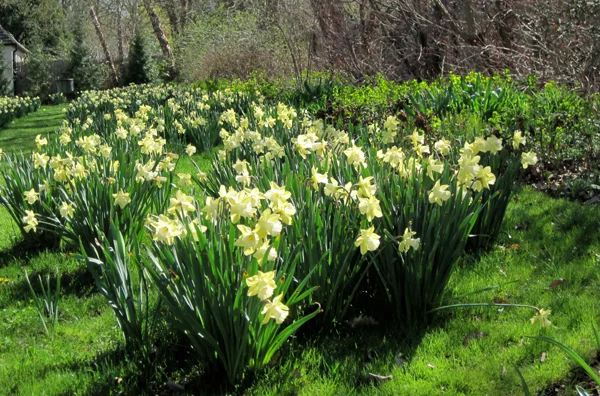Selecting Spring Bulbs for Your Gard — Enchanted Gardens