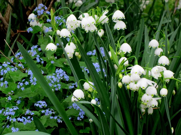 Selecting Spring Bulbs for Your Garden — Enchanted Gardens