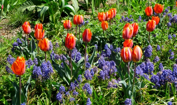 Selecting Spring Bulbs for Your Gard — Enchanted Gardens