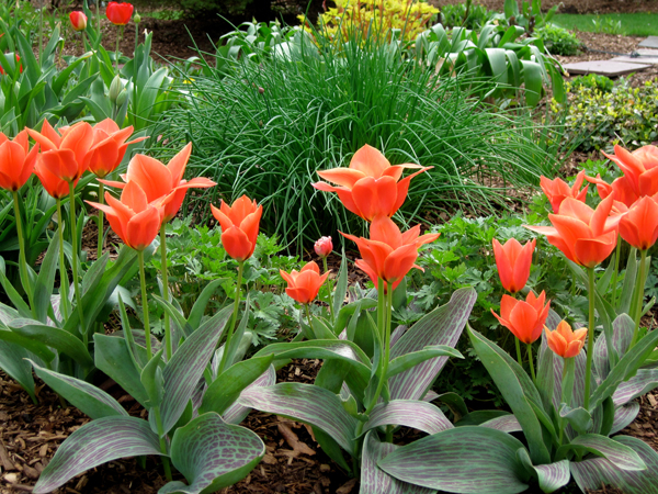 Selecting Spring Bulbs for Your Gard — Enchanted Gardens