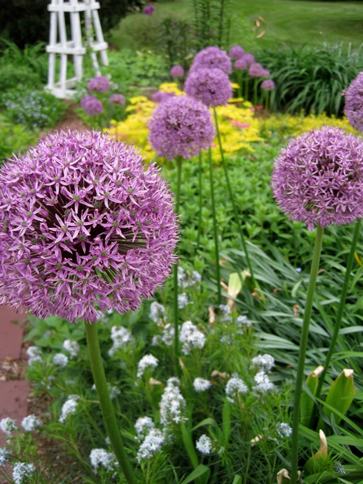 Selecting Spring Bulbs for Your Gard — Enchanted Gardens