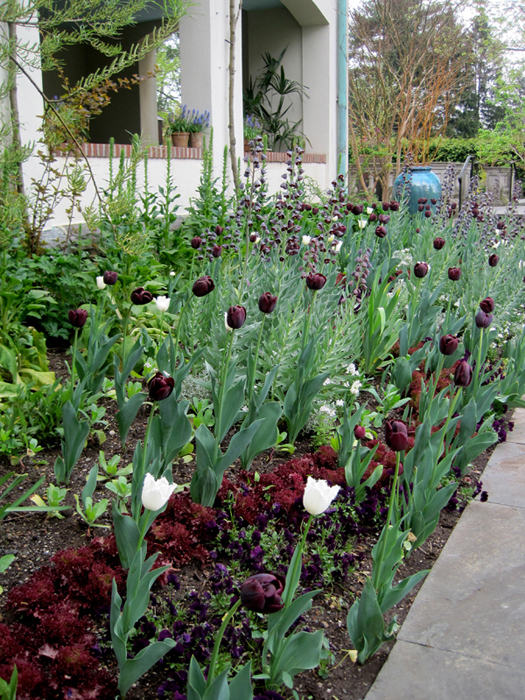 Selecting Spring Bulbs for Your Gard — Enchanted Gardens