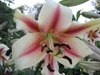 Orienpet Lilies Dazzle the Mid-Summer Garden — Enchanted Gardens