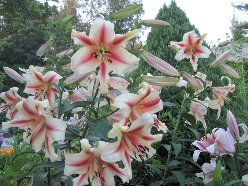 Orienpet Lilies Dazzle the Mid-Summer Garden — Enchanted Gardens