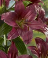 Orienpet Lilies Dazzle the Mid-Summer Garden — Enchanted Gardens