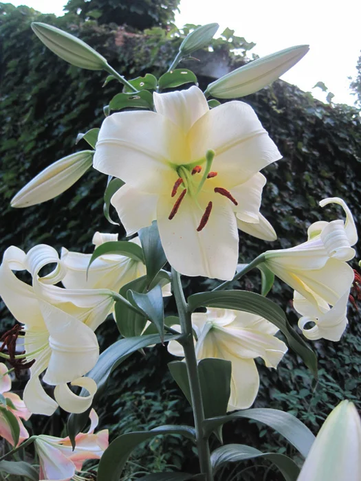 Orienpet Lilies Dazzle the Mid-Summer Garden — Enchanted Gardens